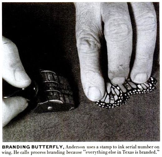 University Park’s Monarch Butterfly Wrangler | Flashback : Dallas